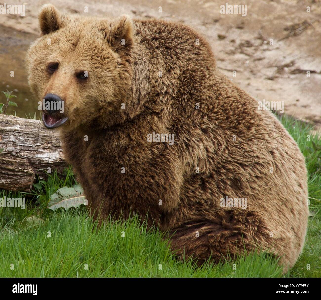 Grizzly sitting in grass hi-res stock photography and images - Alamy