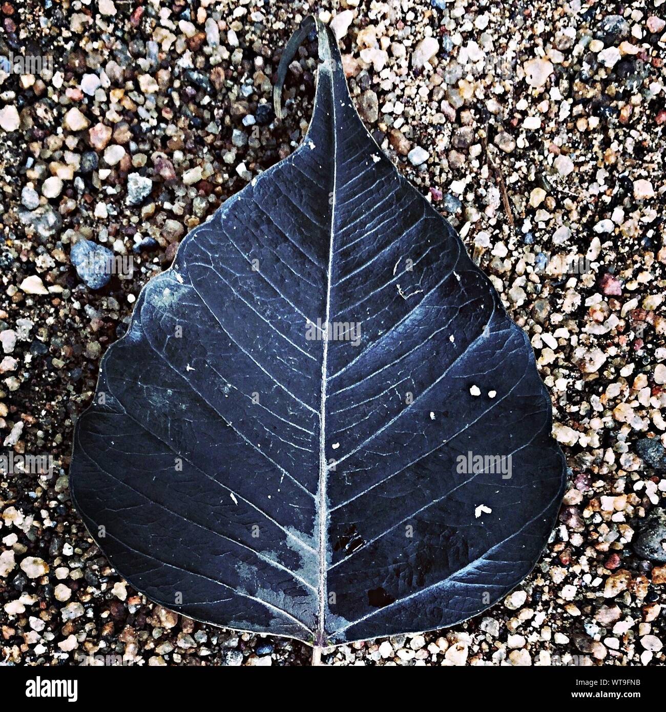 Black leaf shape hi-res stock photography and images - Alamy