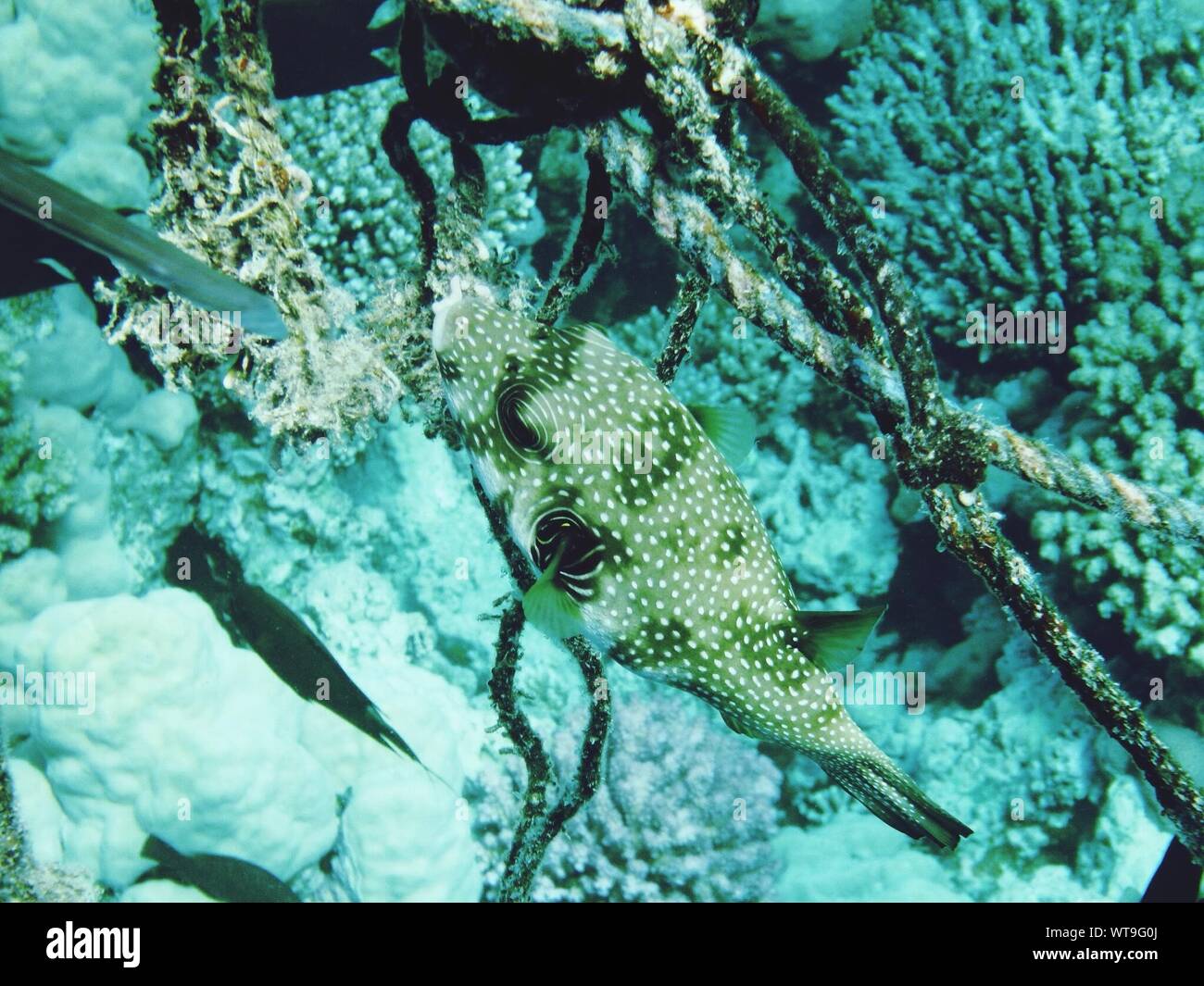 Guineafowl puffer fish hi-res stock photography and images - Alamy