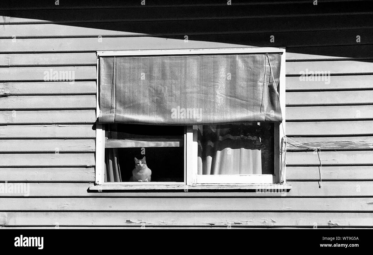 Cat Sitting On House Window Stock Photo - Alamy