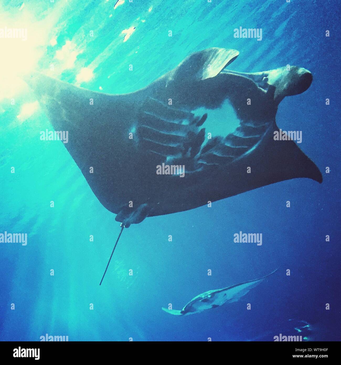 Manta rays hi-res stock photography and images - Alamy