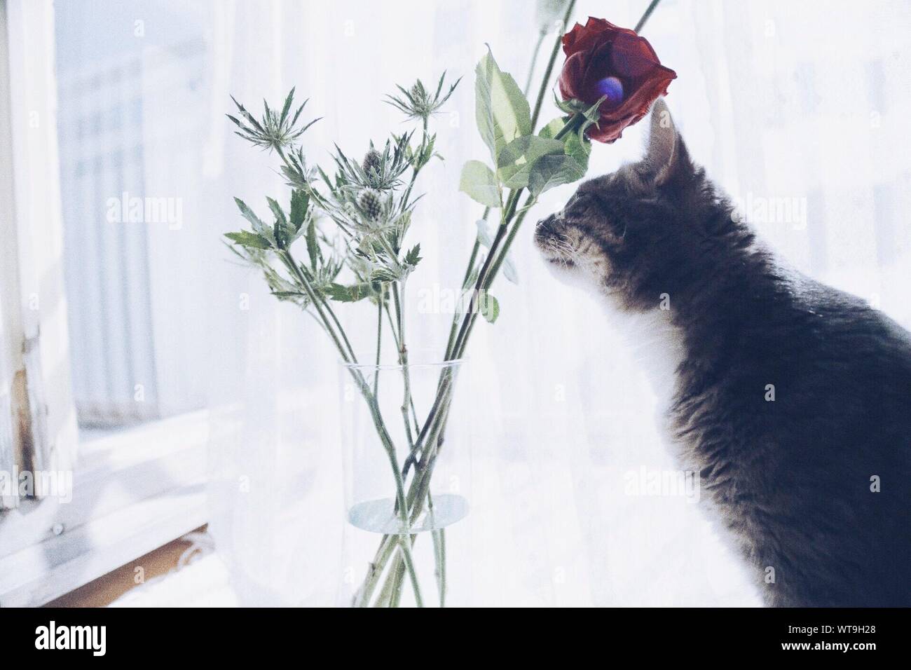White Cat Red Rose High Resolution Stock Photography and Images - Alamy