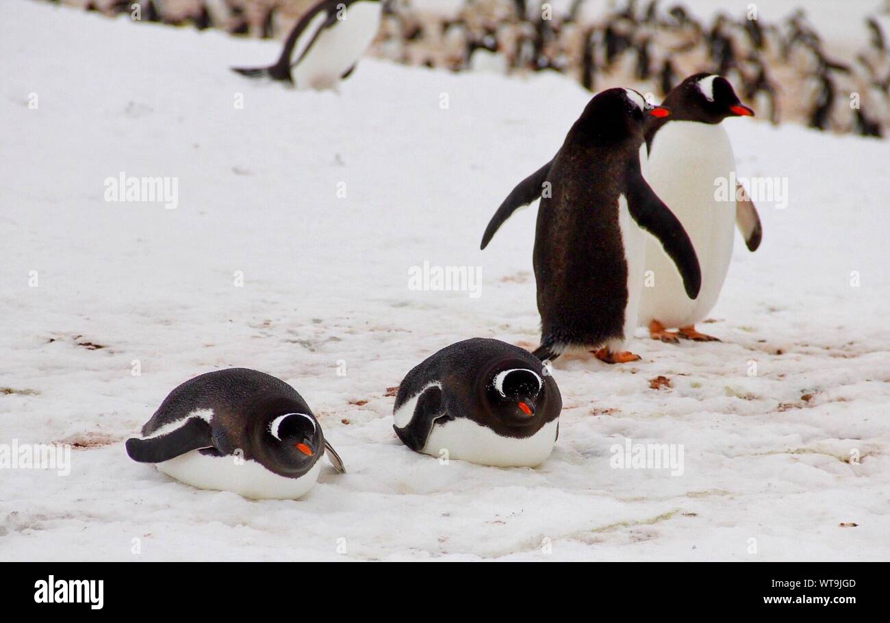 Penguins lying hi-res stock photography and images - Alamy