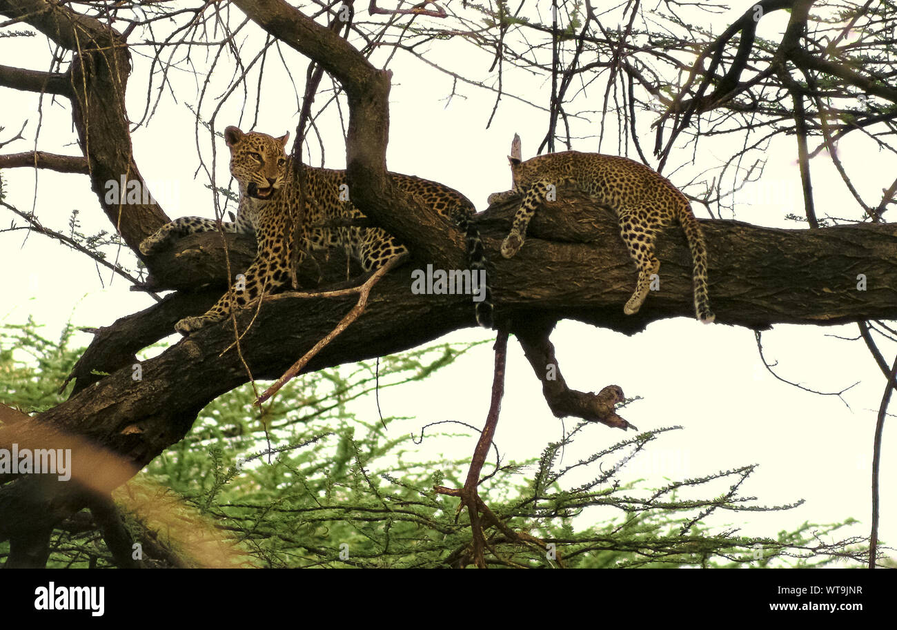 Relaxing leopards hi-res stock photography and images - Alamy