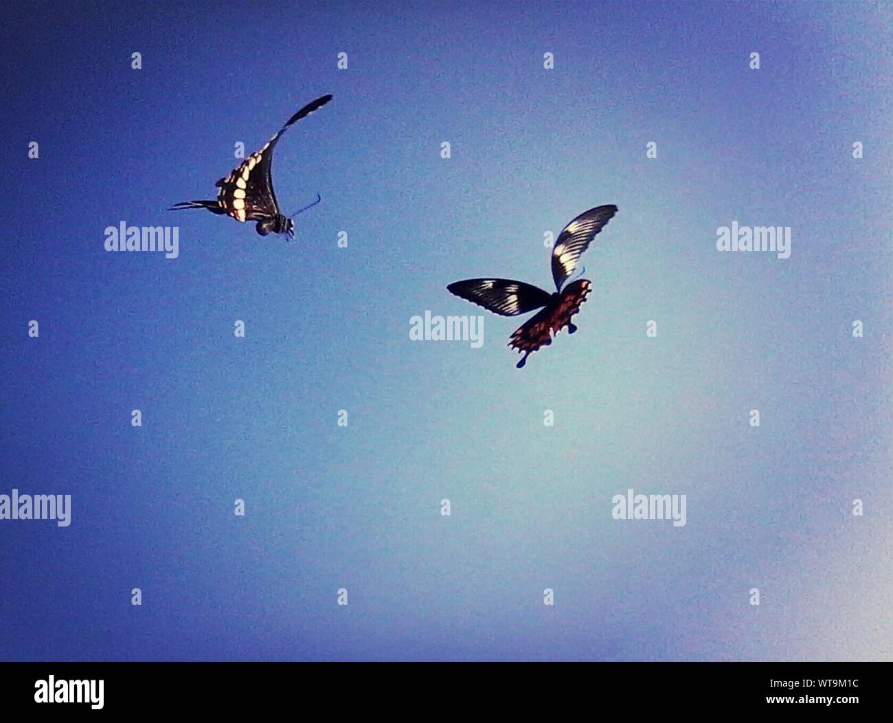Butterflies flying sky hi-res stock photography and images - Alamy