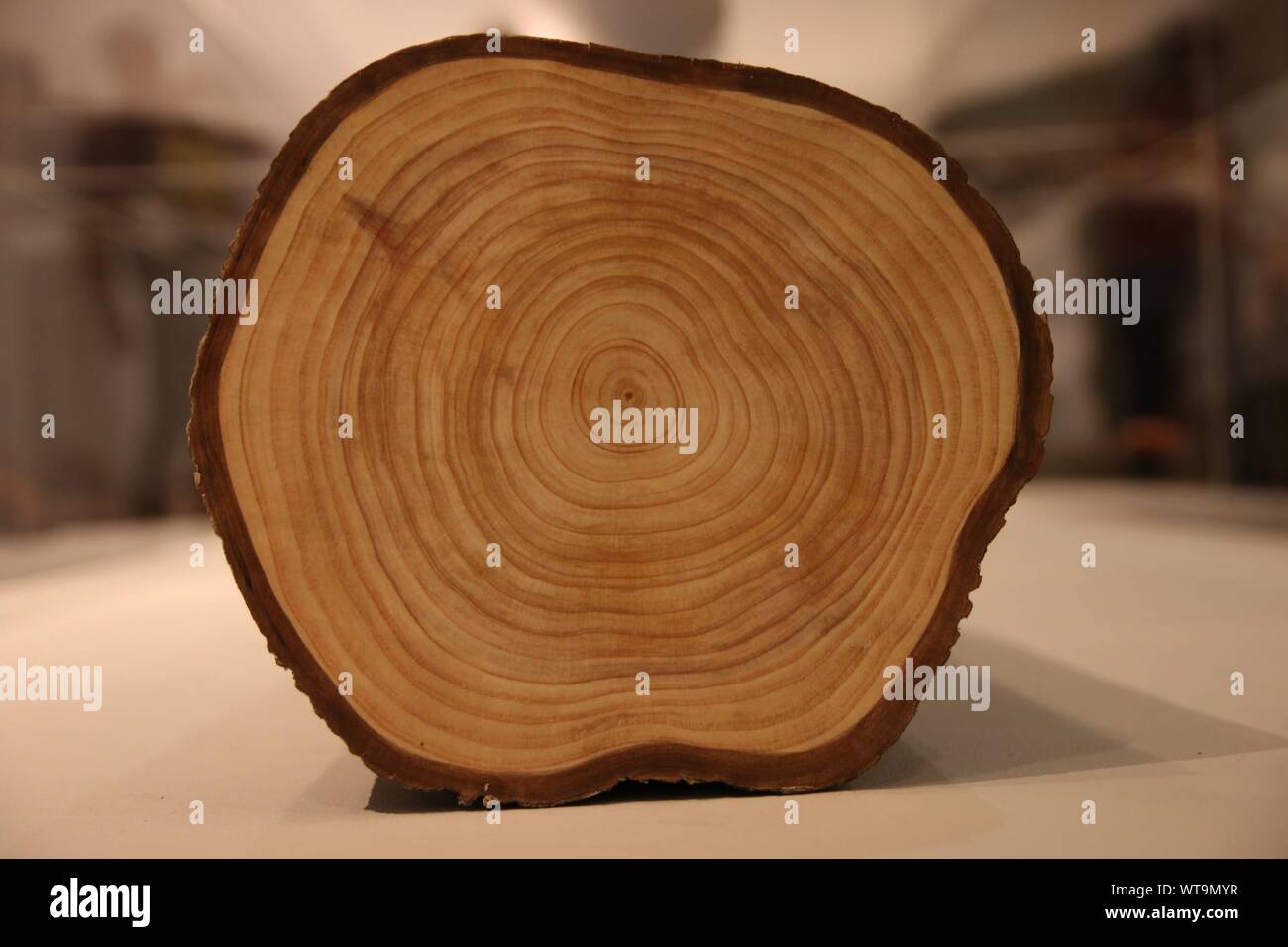 Cross section log hi-res stock photography and images - Alamy