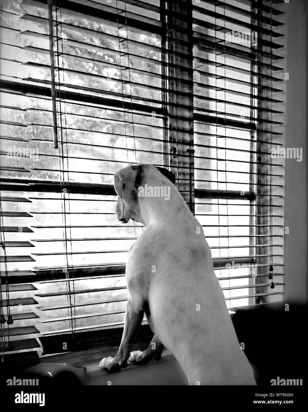 Are All White Boxers Blind