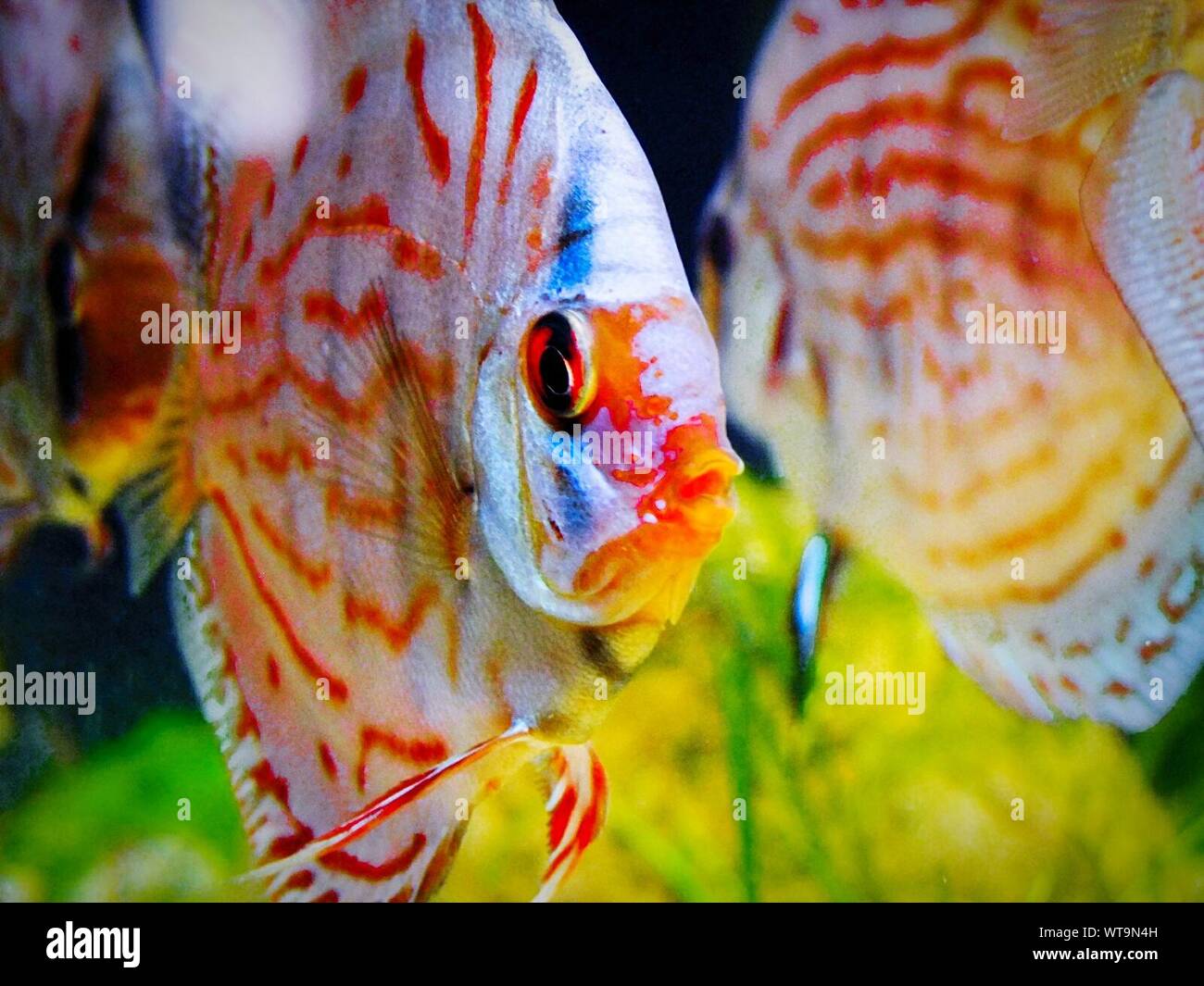 Fish close up discus hi-res stock photography and images - Alamy