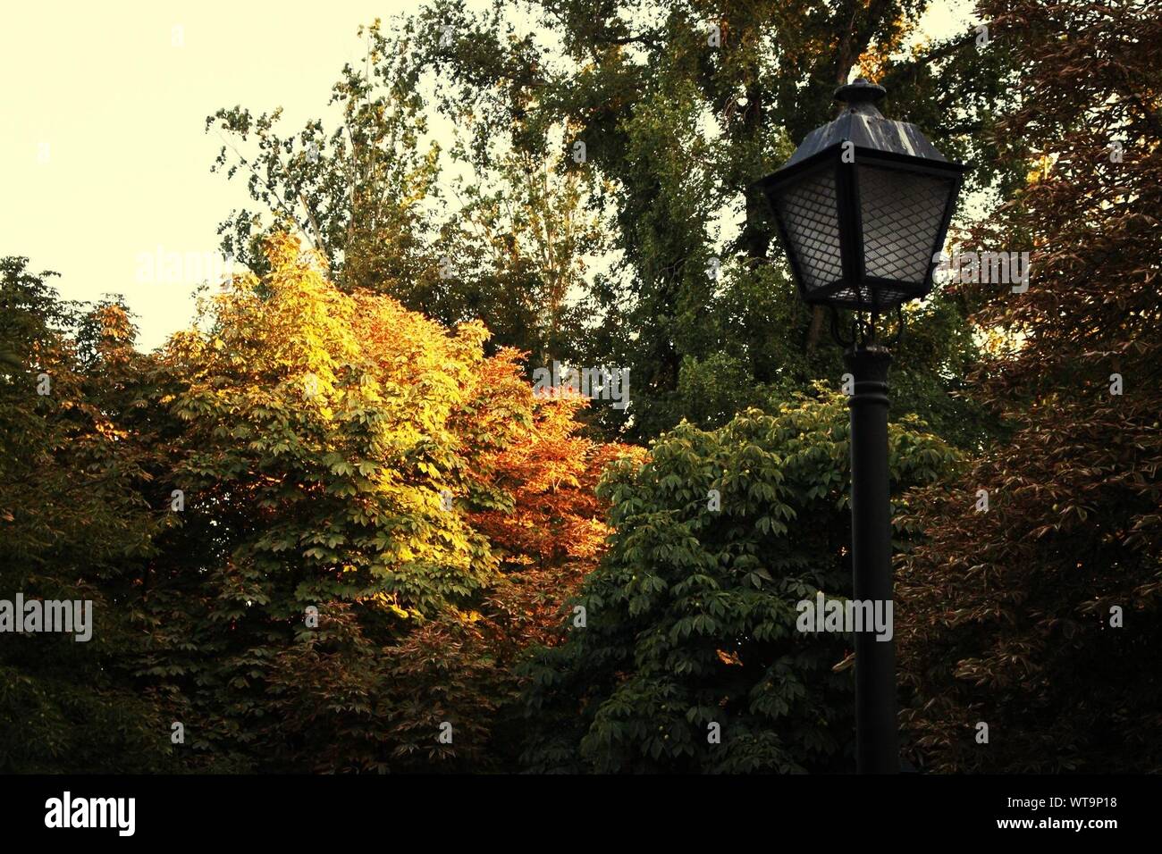 Lamp post in trees hi-res stock photography and images - Alamy