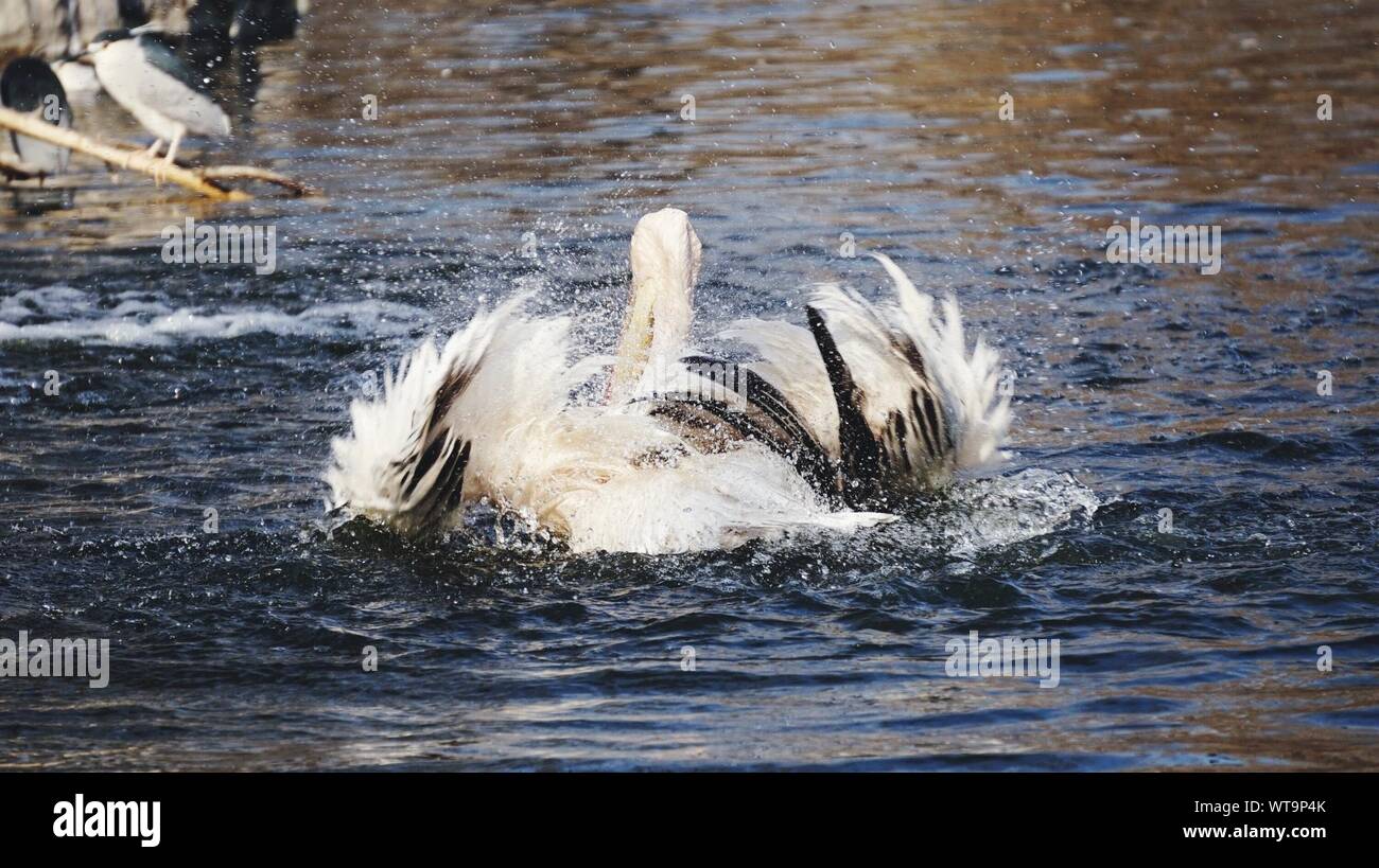Splashing flamingo hi-res stock photography and images - Alamy
