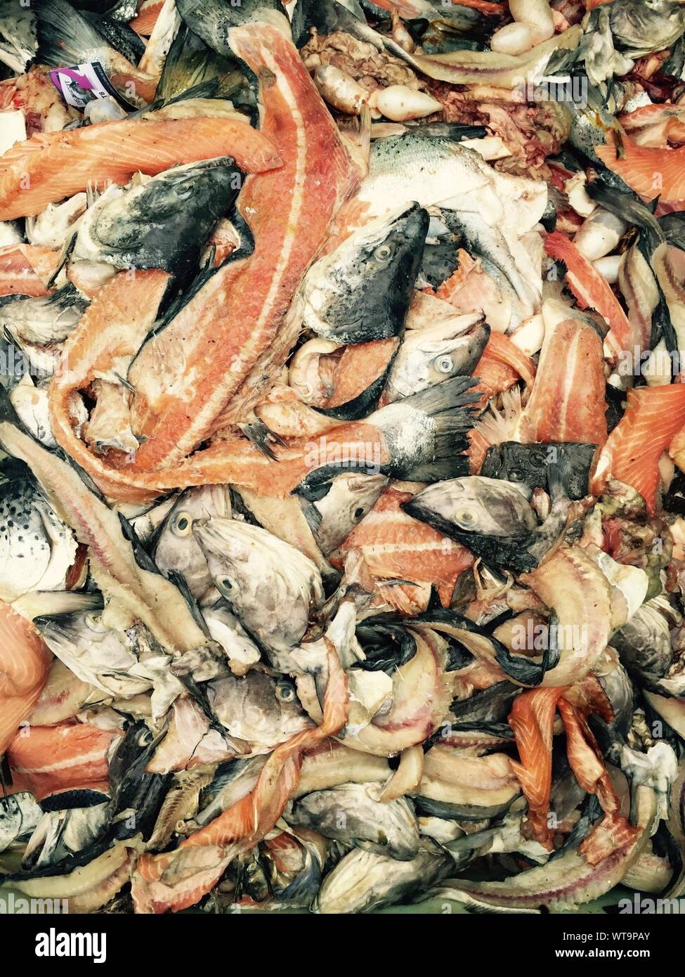 Carcasses hi-res stock photography and images - Alamy