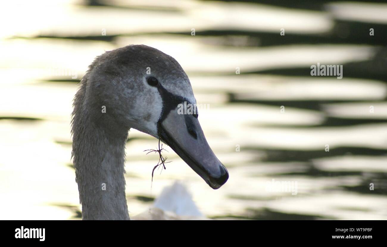 Swans_head hi-res stock photography and images - Alamy