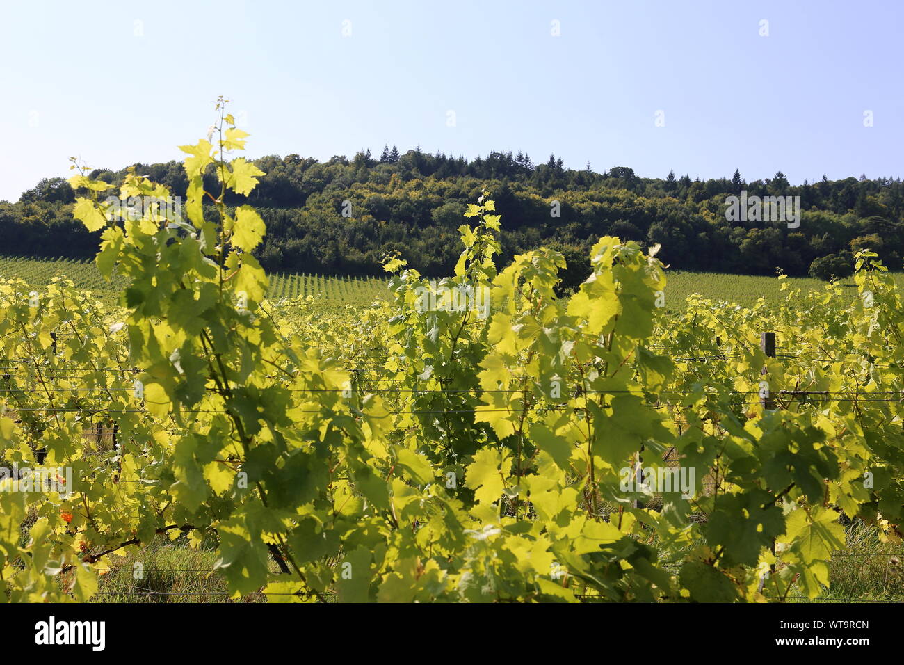 Vitis seyval blanc hi-res stock photography and images - Alamy