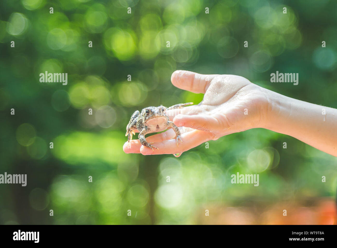A hand holding a frog hi-res stock photography and images - Alamy