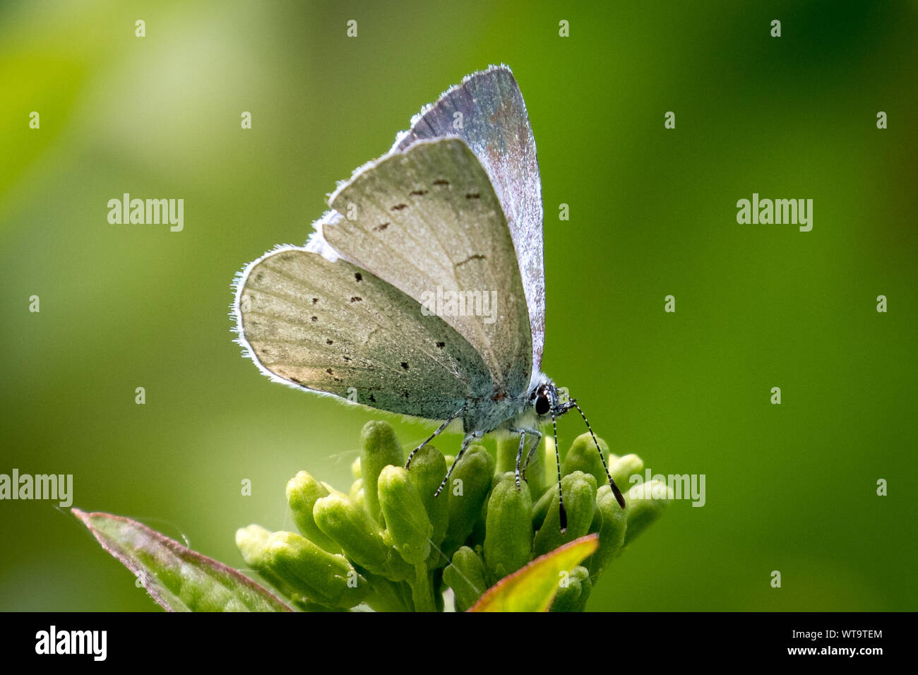 Wing buds hi-res stock photography and images - Alamy
