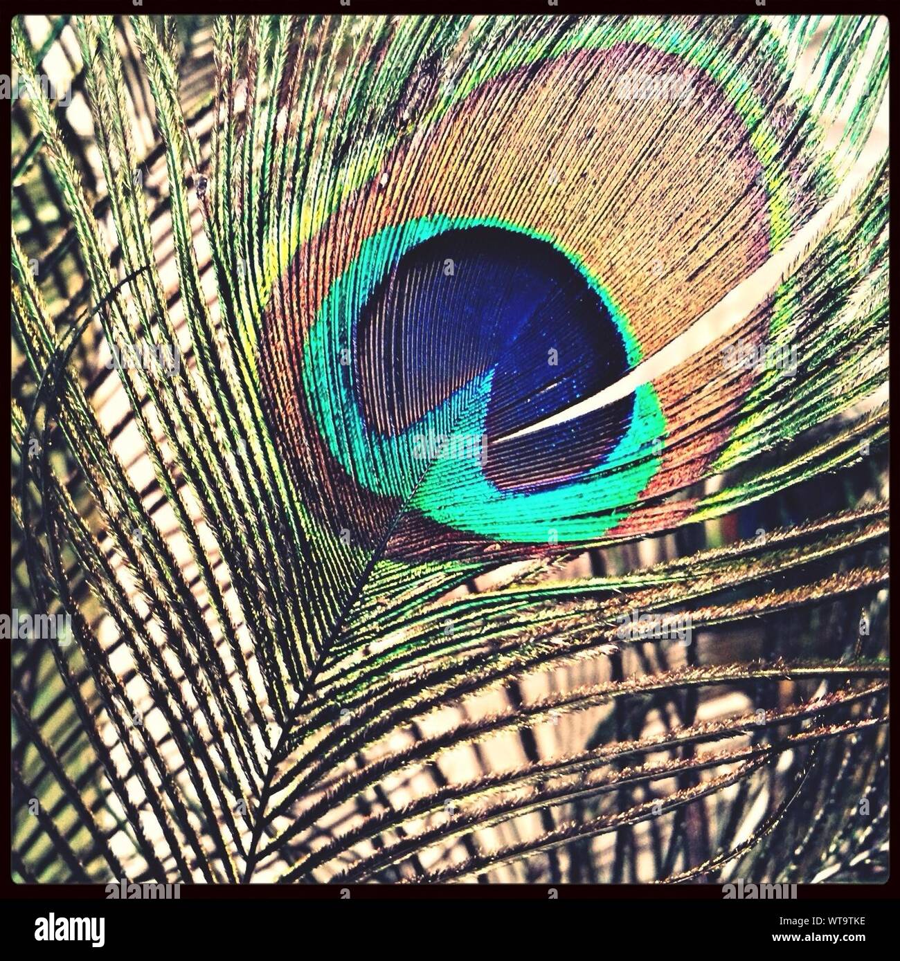 Close up of peacock feather hi-res stock photography and images - Alamy
