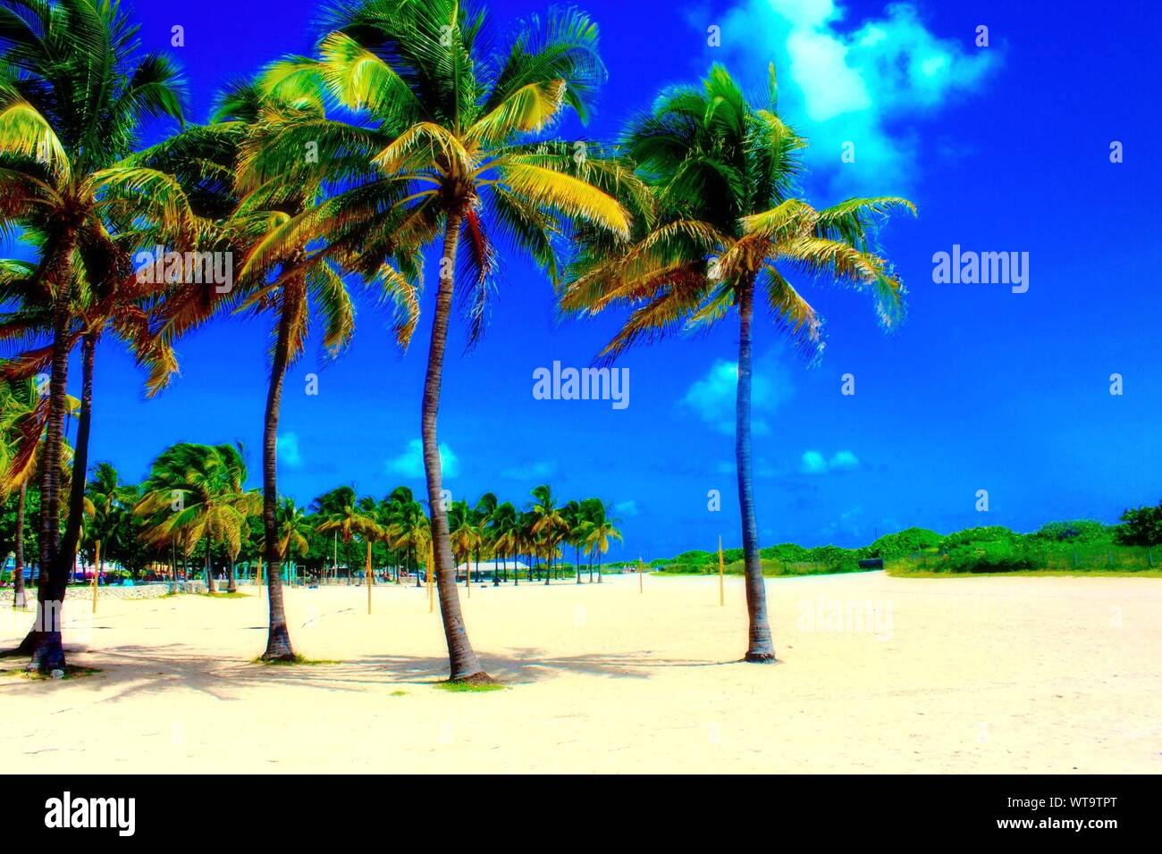 Palm tree growing in sand on beach hi-res stock photography and images ...