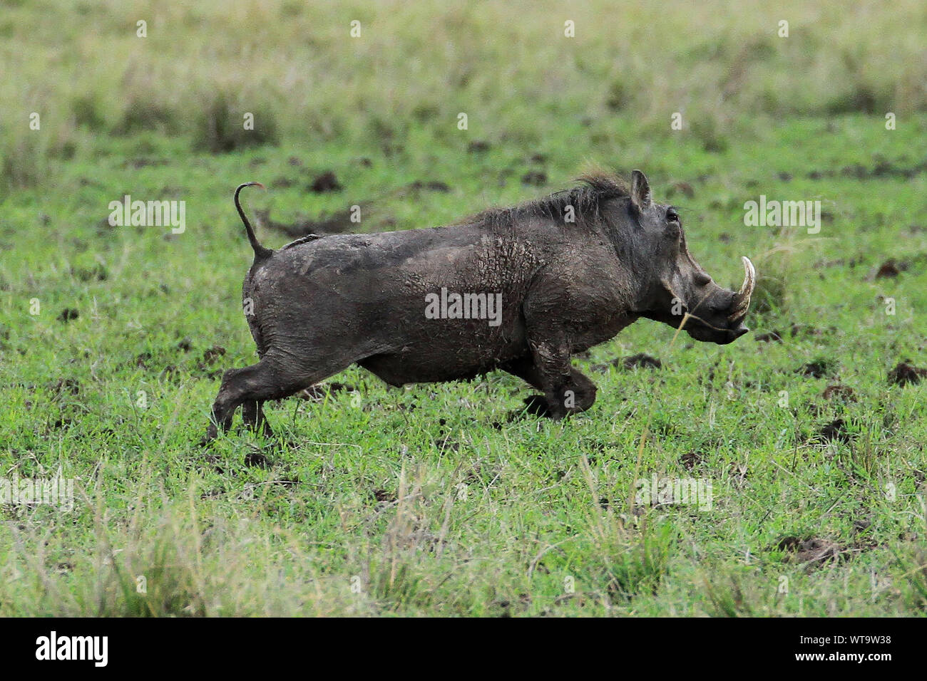Running wild boar hi-res stock photography and images - Alamy