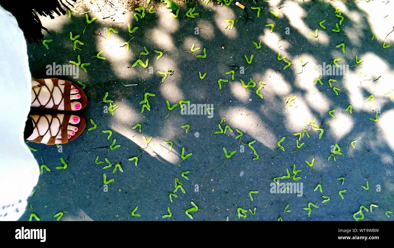 Falling seeds hi-res stock photography and images - Alamy