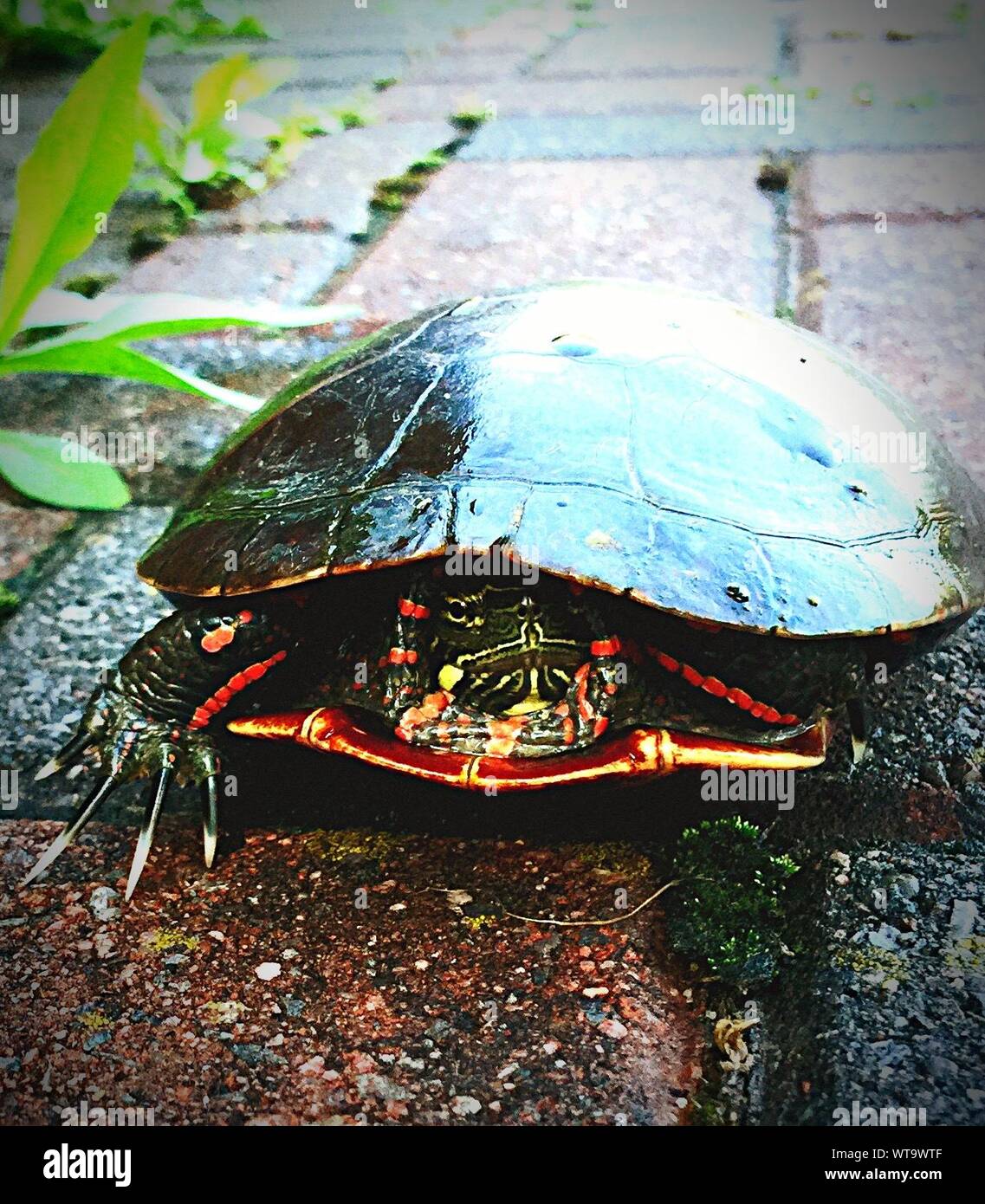 Back of turtle hi-res stock photography and images - Alamy