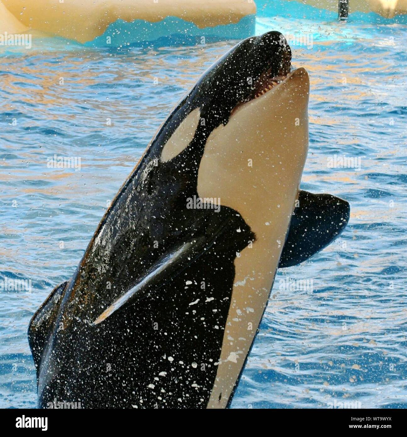 Killer Whales Swimming