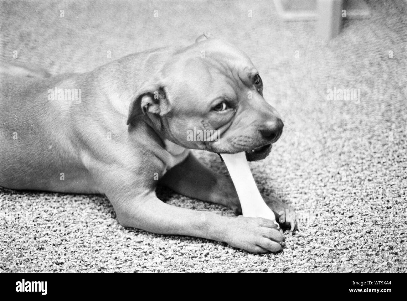 A Bone My Dog Will Take Forever To Chew