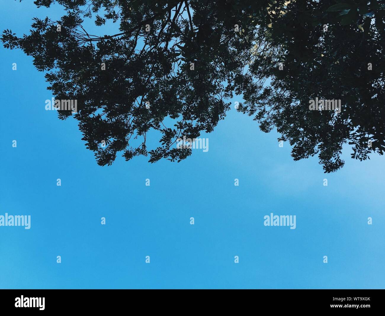 Backlit tree hi-res stock photography and images - Alamy