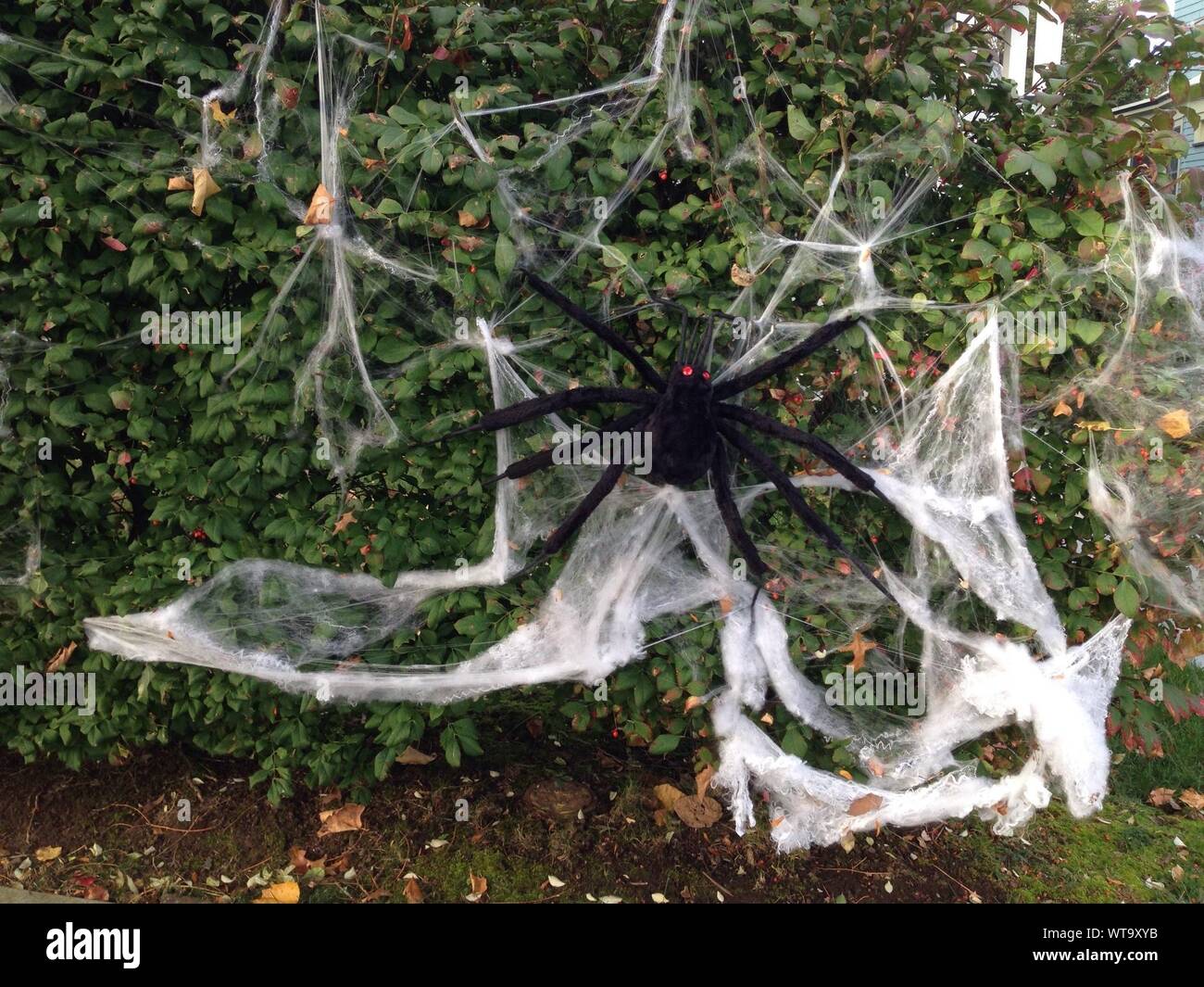 Hedge spider hi-res stock photography and images - Alamy