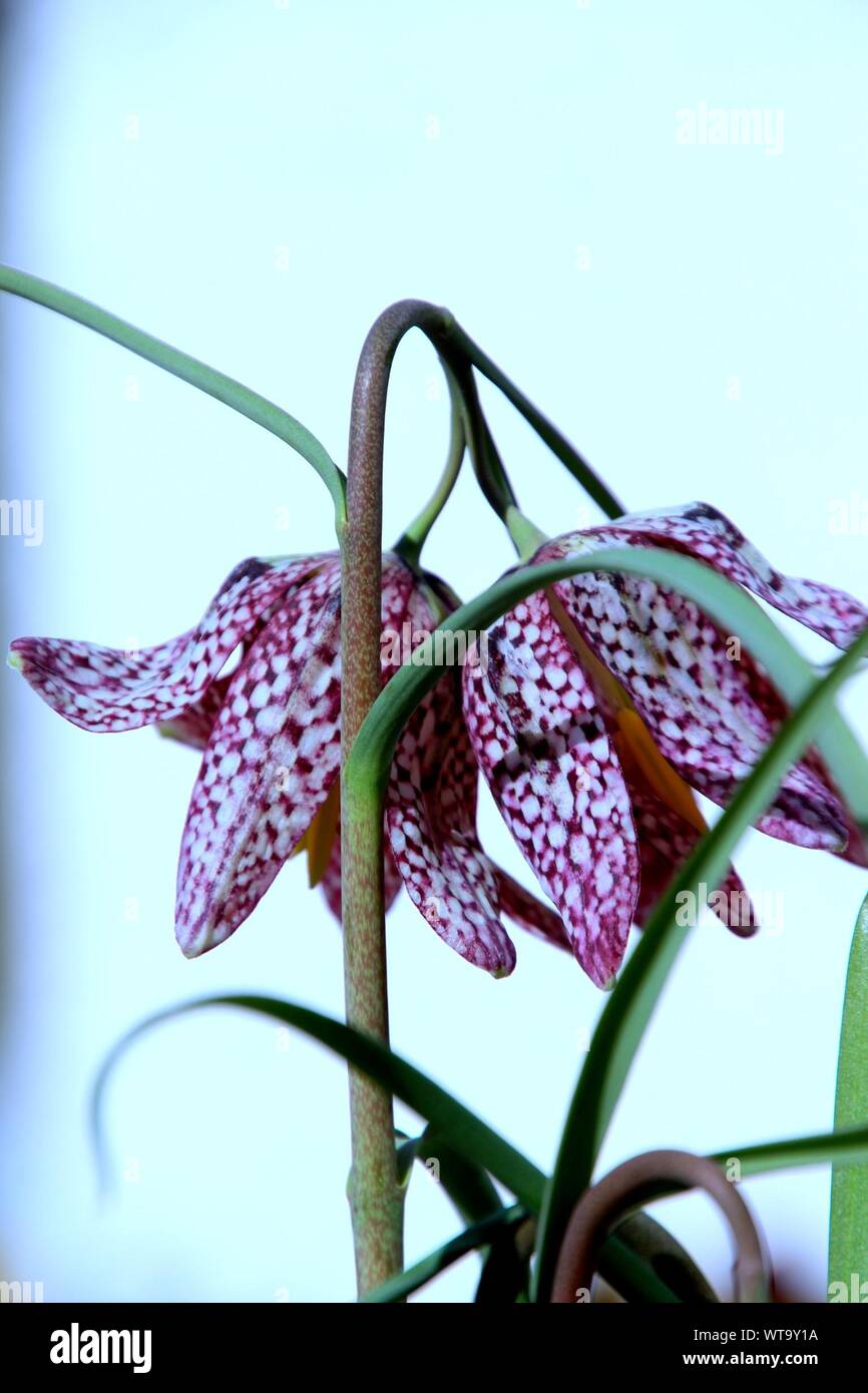 Snake head fritillary hi-res stock photography and images - Alamy