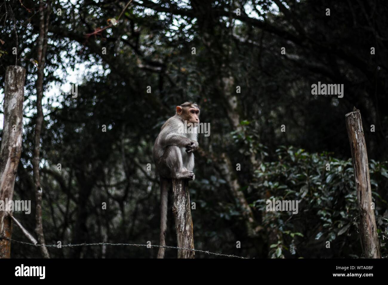 Monkey On Pole High Resolution Stock Photography and Images - Alamy