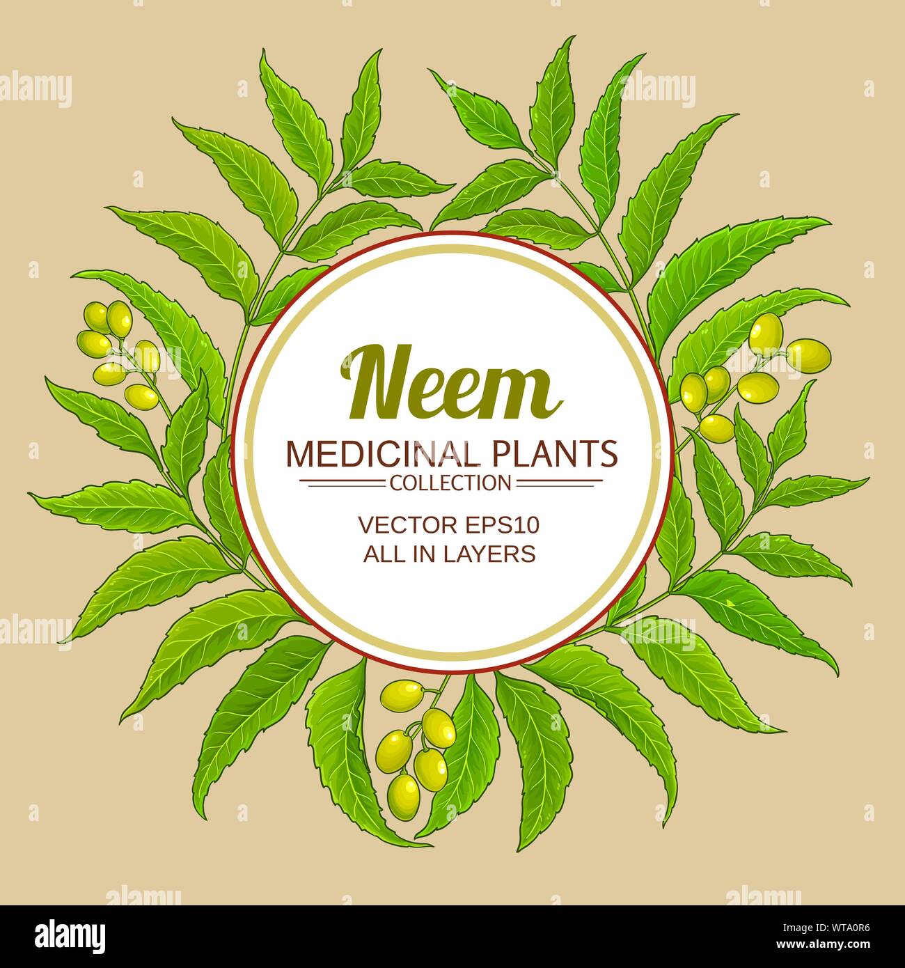 neem vector frame on color background Stock Vector Image & Art - Alamy