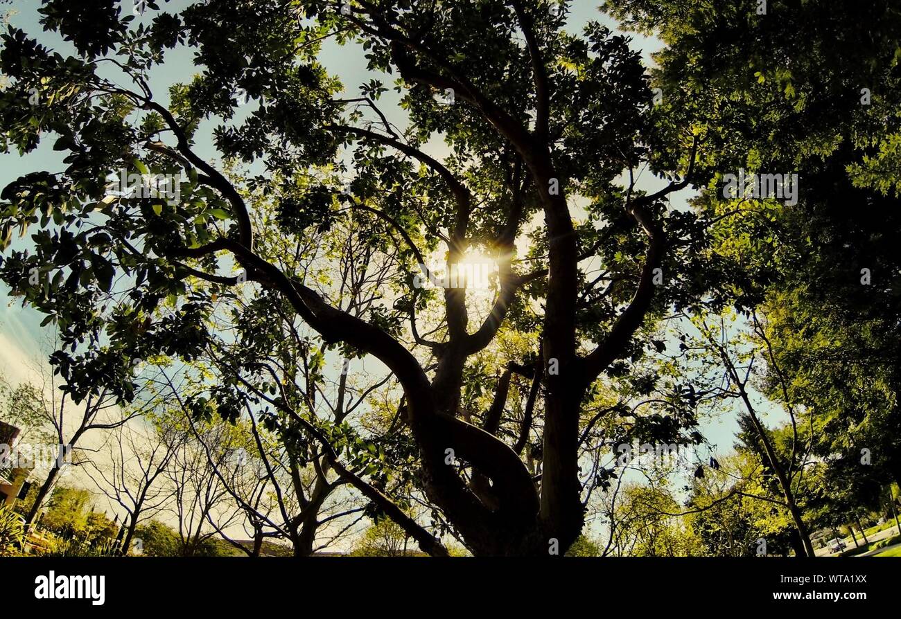 Canopy of the tree hi-res stock photography and images - Alamy