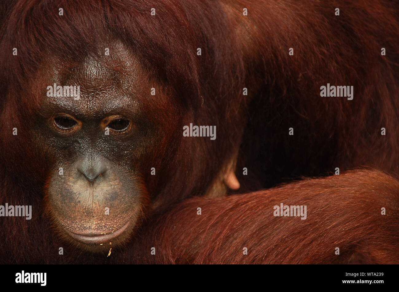 Female Orangutan High Resolution Stock Photography and Images - Alamy