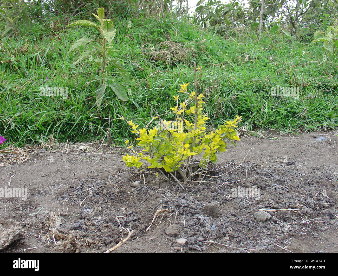 Soil yellow hi-res stock photography and images - Alamy