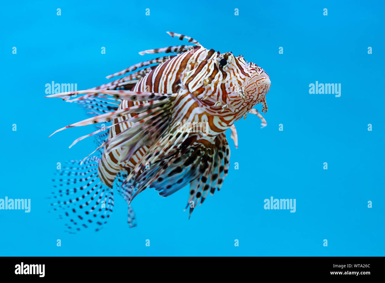 Zebrafish aquarium hi-res stock photography and images - Alamy
