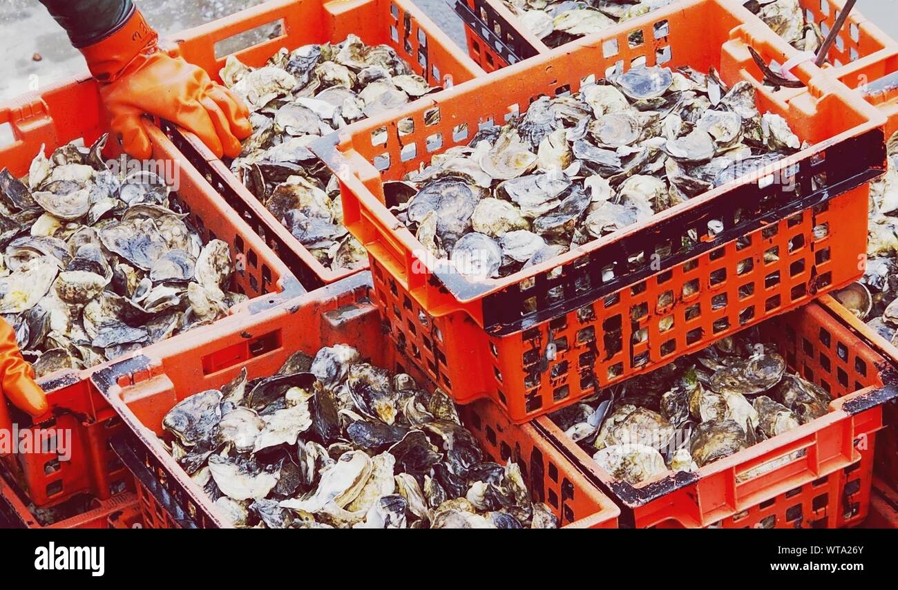 Shell fish hi-res stock photography and images - Alamy