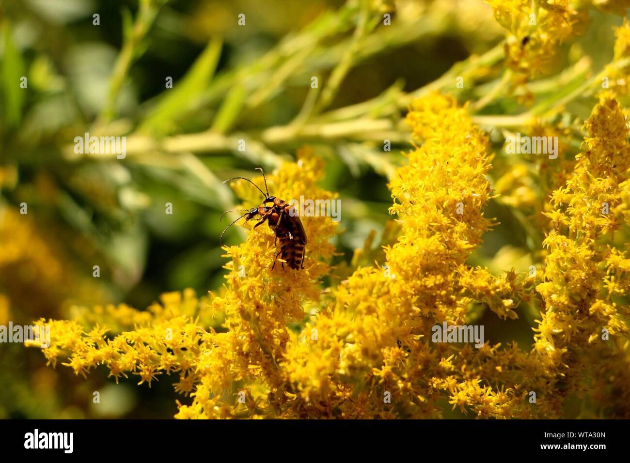 Yellow Insects High Resolution Stock Photography and Images - Alamy