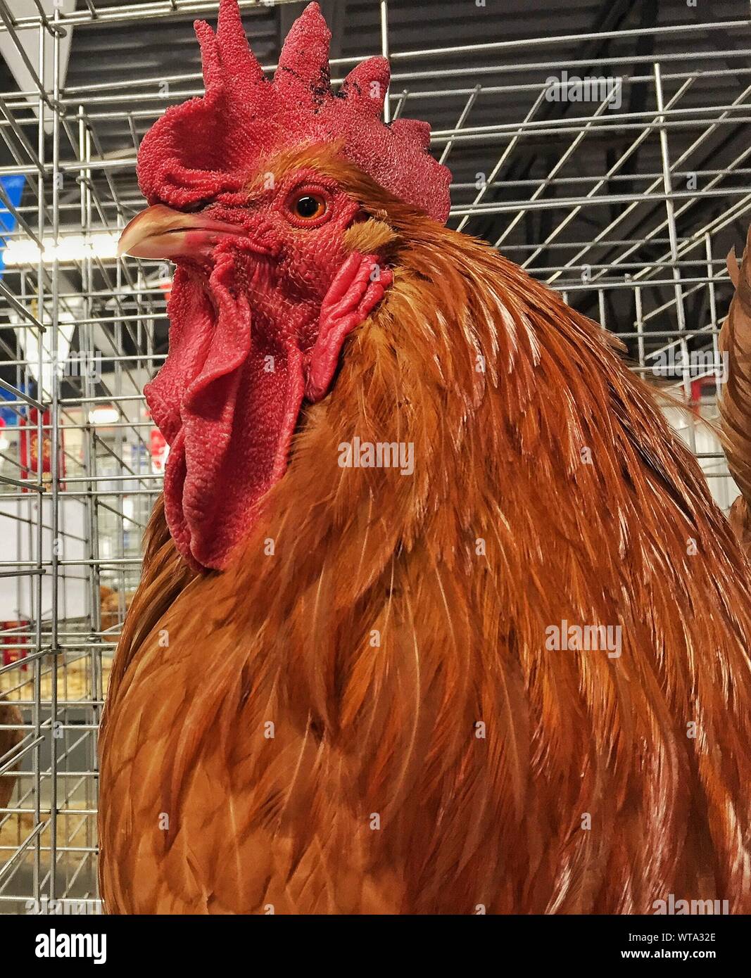 Brown rooster hi-res stock photography and images - Alamy