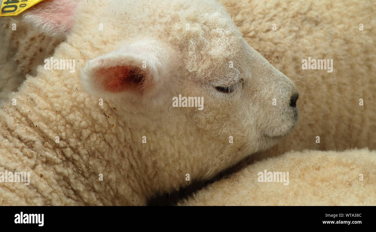 Side view of a lamb hi-res stock photography and images - Alamy