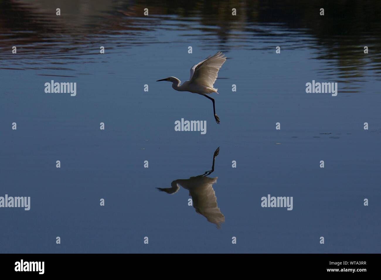 Crane On Water High Resolution Stock Photography and Images - Alamy