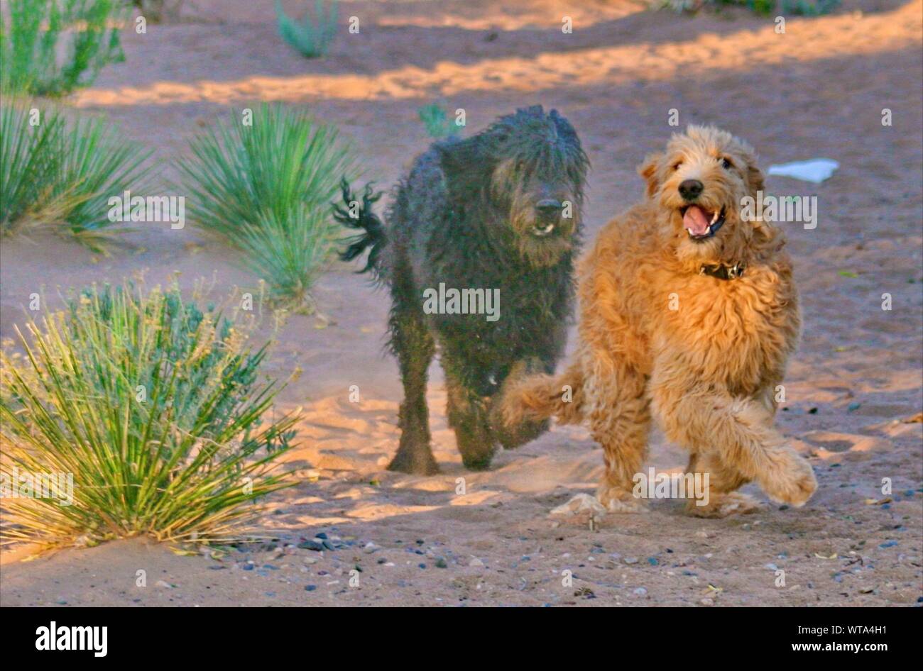Labradoodles hi-res stock photography and images - Alamy
