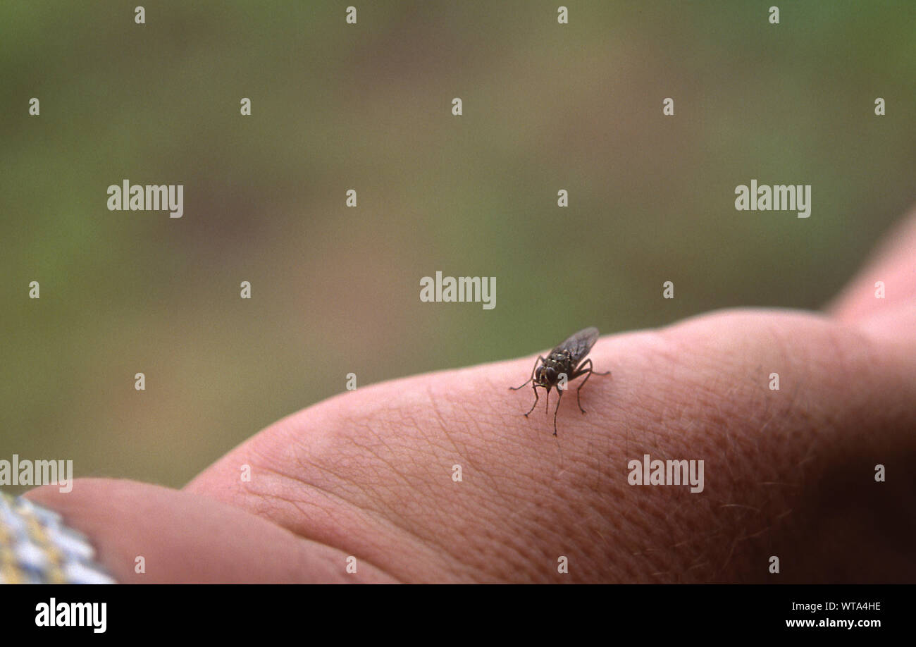Tsetse Fly Sleeping Sickness