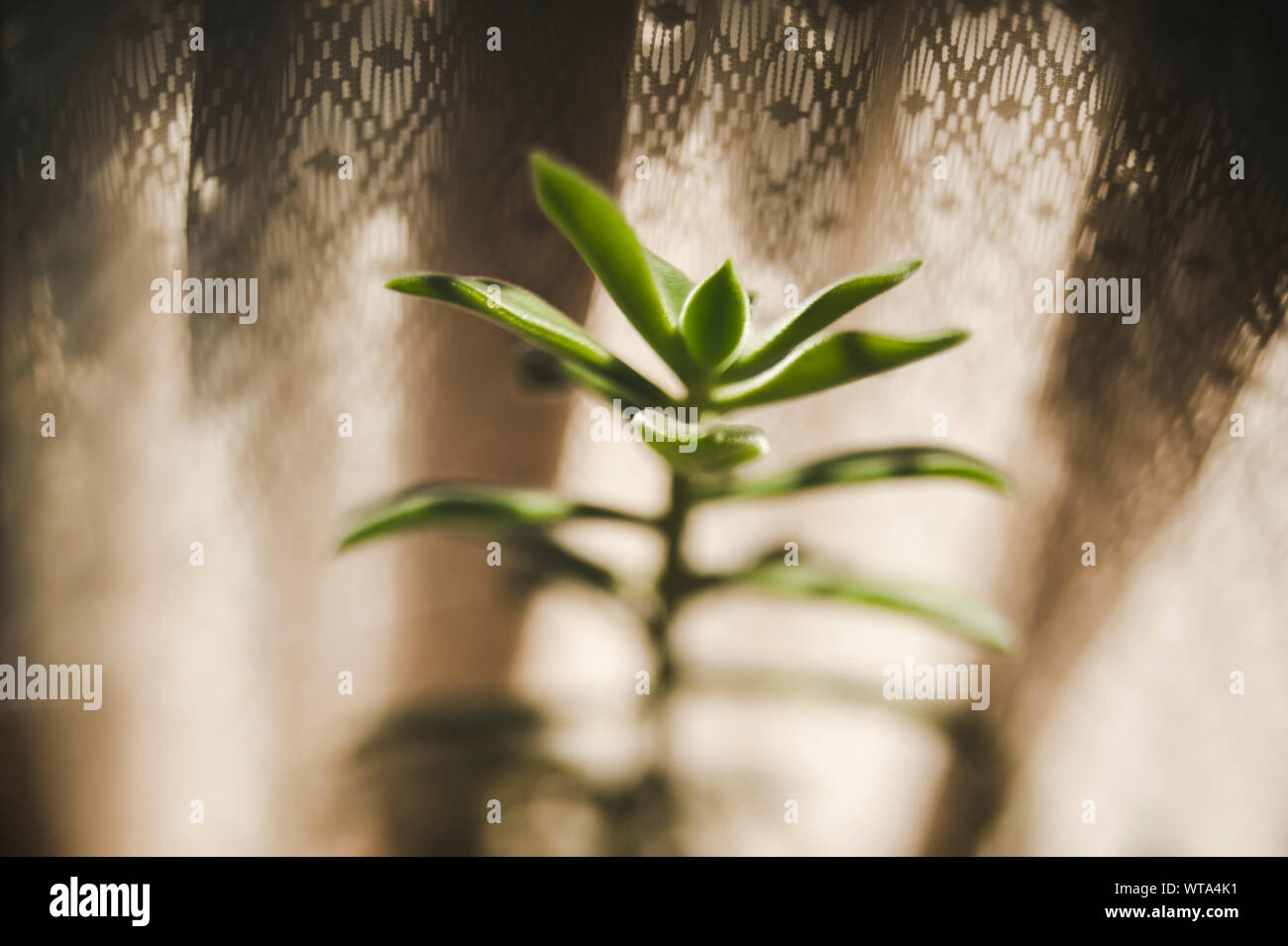 Plant stem up close hi-res stock photography and images - Alamy