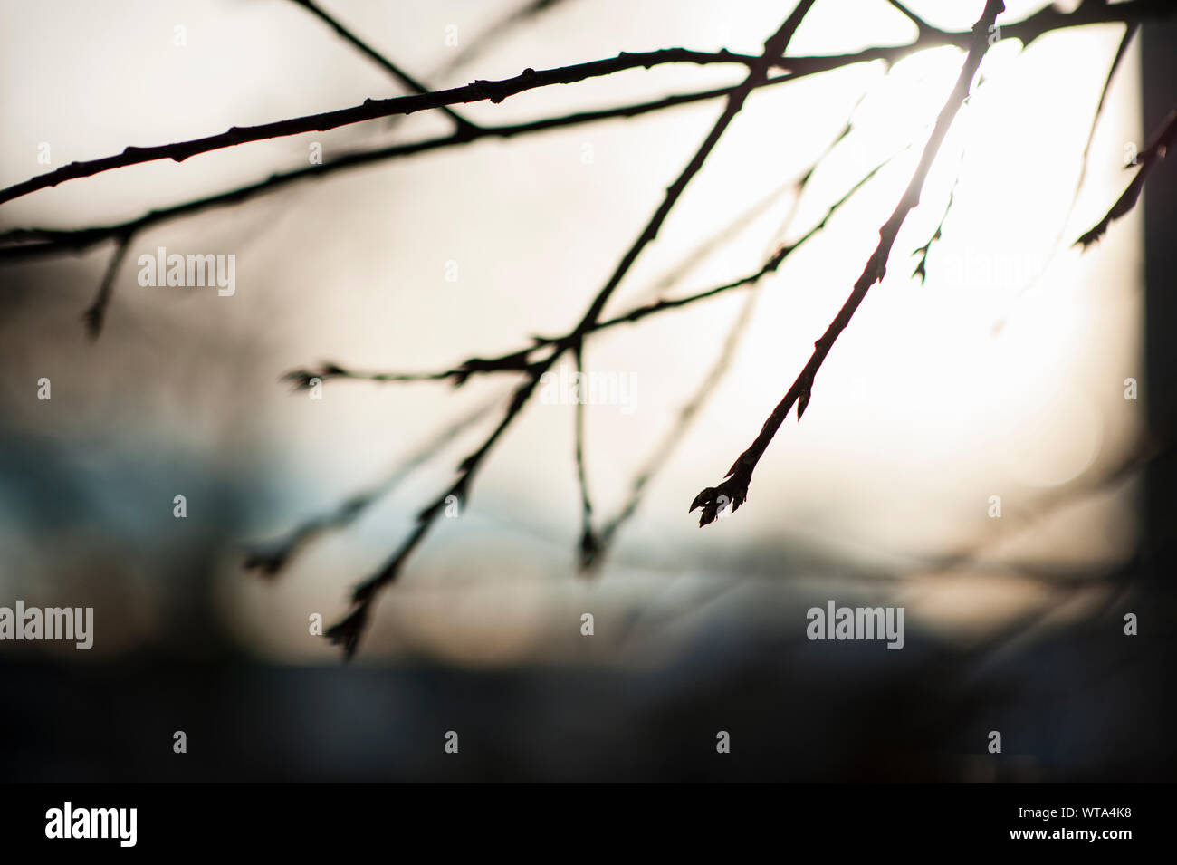 Up Close Dreamy Image of Tree Limbs at Sunset During Winter Stock Photo ...