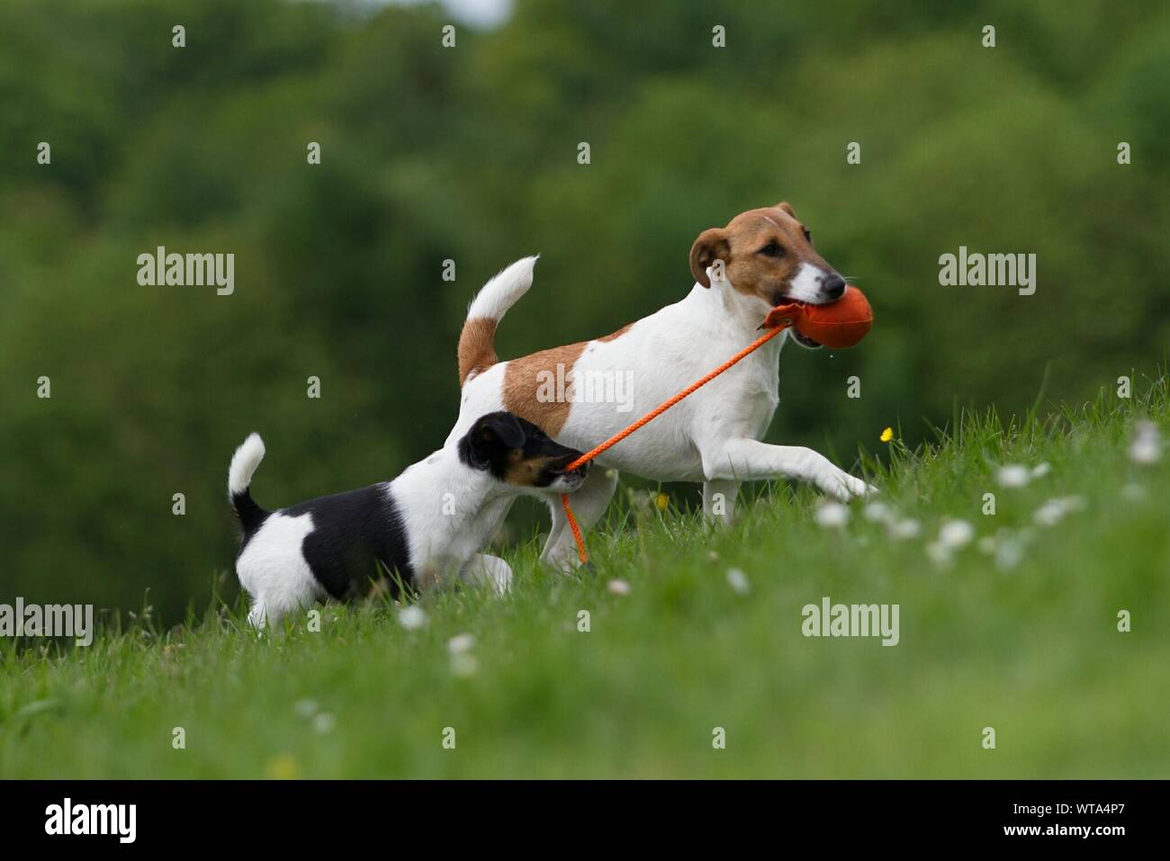 Side View Of Dogs Running On Grassland Stock Photo - Alamy