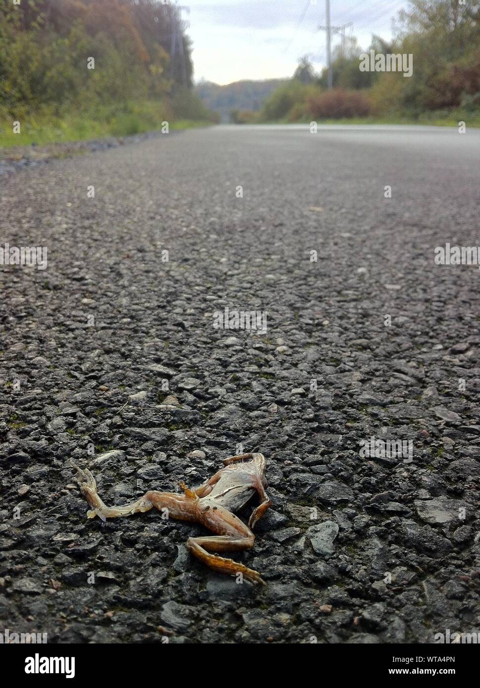 Frog Street High Resolution Stock Photography and Images - Alamy