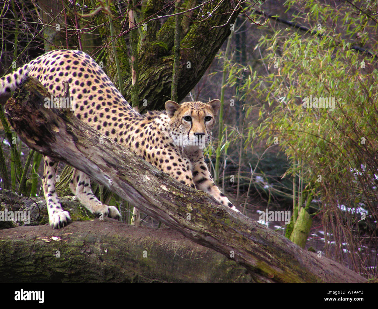 Cheetah on fallen tree hi-res stock photography and images - Alamy