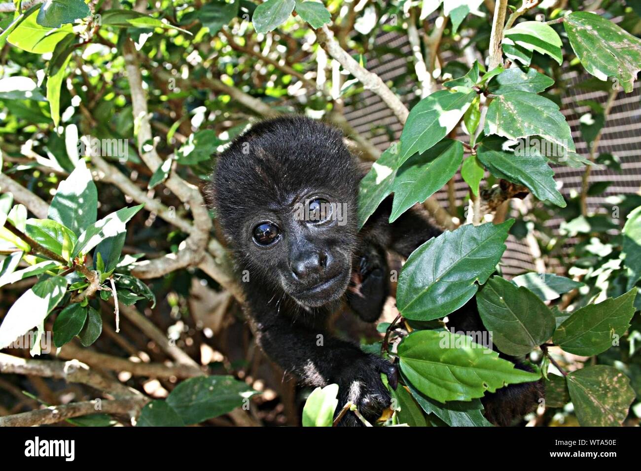 Baby tree hi-res stock photography and images - Alamy