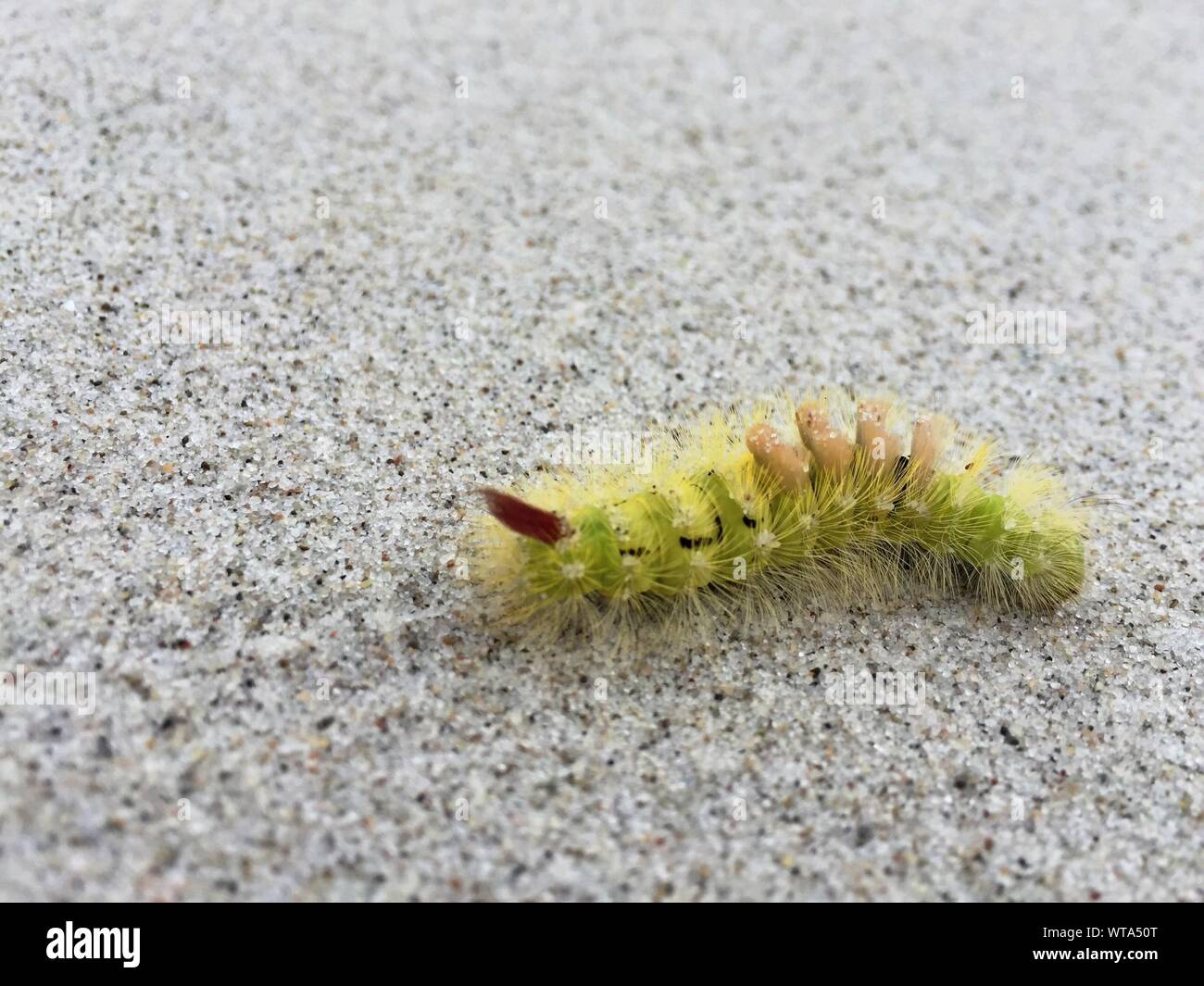 Spiky Animals High Resolution Stock Photography and Images - Alamy