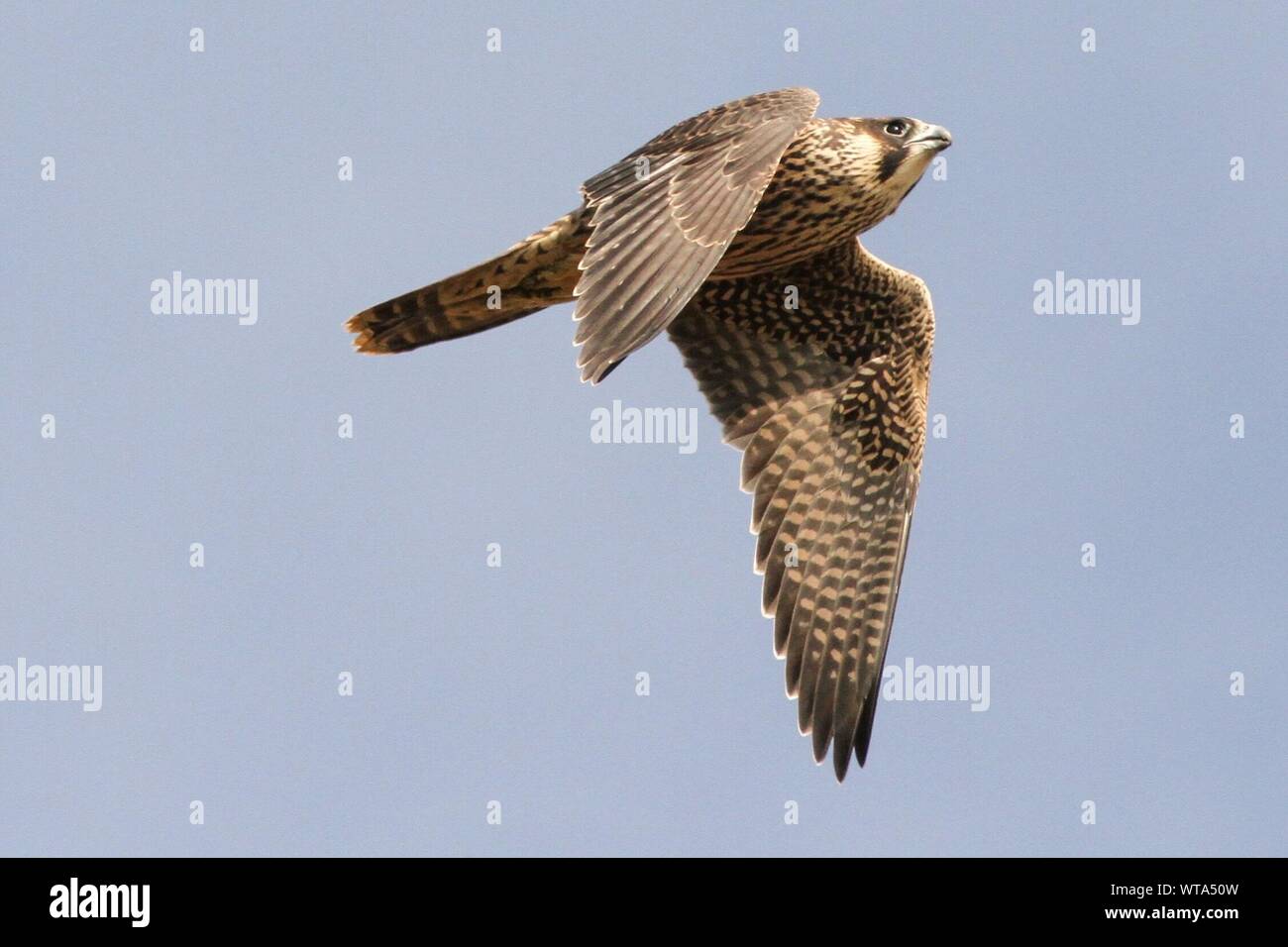 Flying peregrine falcon hi-res stock photography and images - Alamy